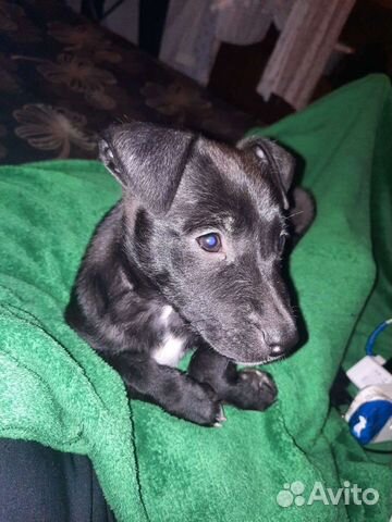 Собака в добрые руки щенок