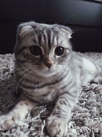Шотланская вислоухая кошка