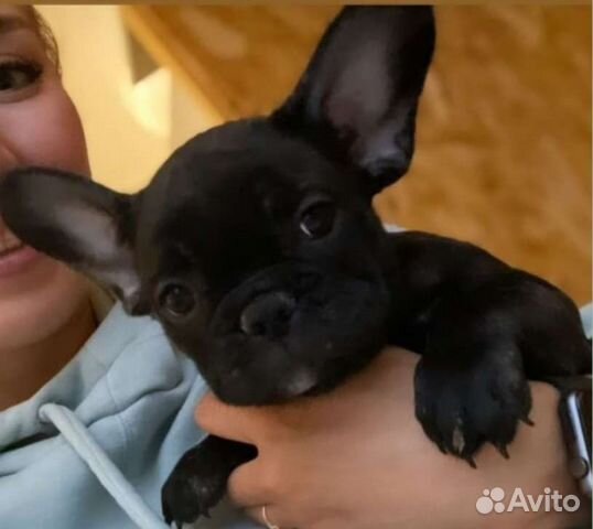 Девочка и мальчик френчики