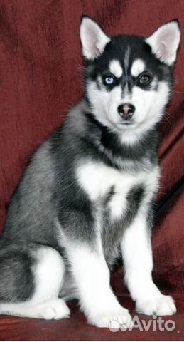 Сибирский хаски щенок Хаски бесплатно отдаю даром