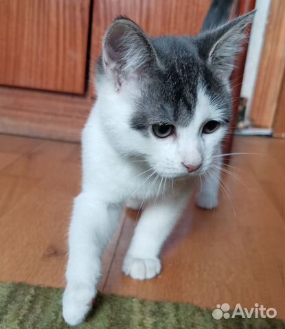 Котенок мальчик бесплатно
