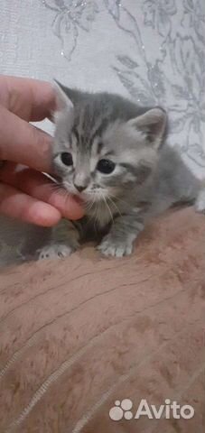 Котёнок