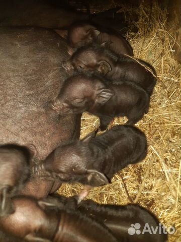 Вьетнамские вислобрюхие поросята