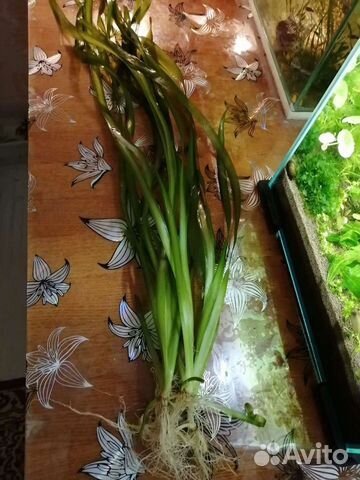 Аквариумные растения