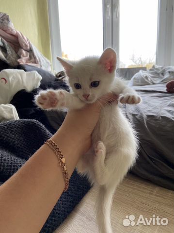 Котята в добрые руки приучены к лотку
