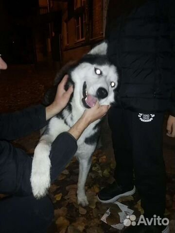 Найдена собака хаски кобель