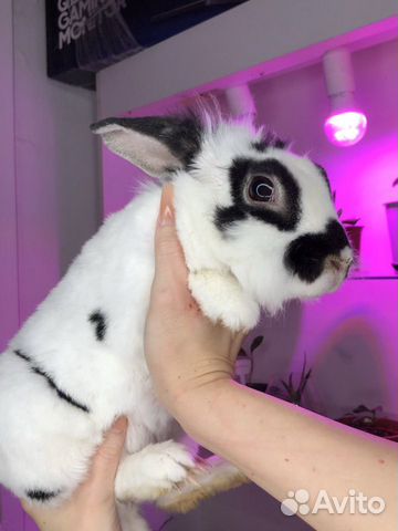 Кролик декортивный