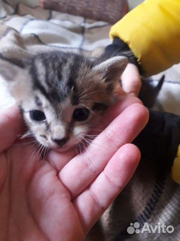 Кот котёнок 2-3 недели от роду ищет дом