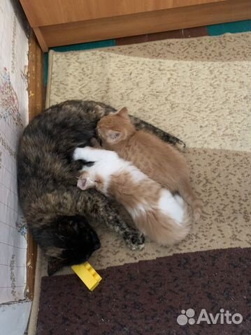 2 котенка 1,5 месяца