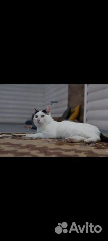 Отдам бесплатно животные