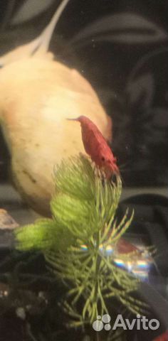 Креветки chery