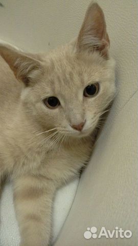 Котенок Лева 4 месяца в добрые руки