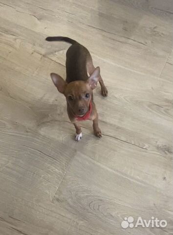 Щенок русского той-терьера, девочка