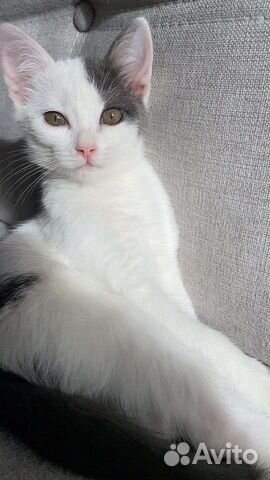 Снежка ищет дом