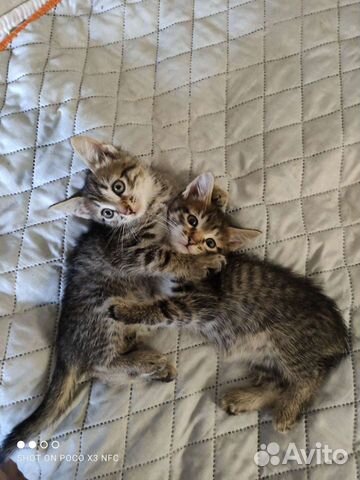 Котятам ищем новый дом