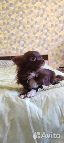 Чихуахуа mini шоколадка