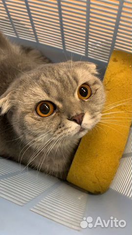 Шотландская вислоухая кошка