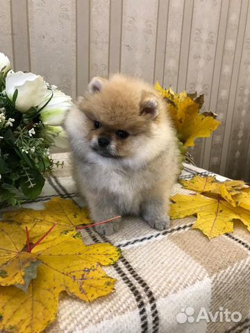 Красавчик мальчик померанского шпица