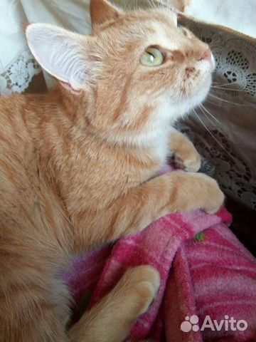 Солнечная кошечка Лиска