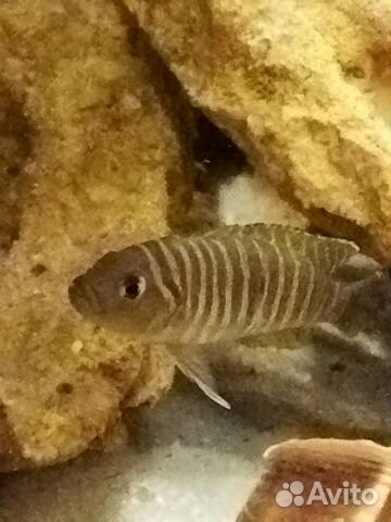 Цихлиды Танганьики