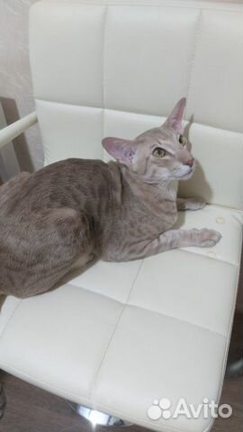 Ориентальный котик