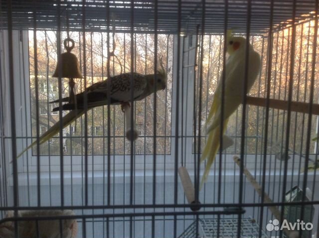 Попугаи корелла самец и самочка 2 года с клеткой