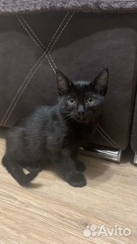 Отдадим черного котика в хорошие руки (мальчик, 2м