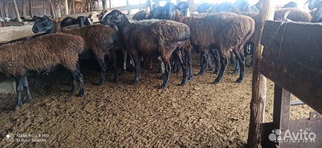 Эдельбай матки молодые