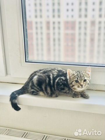 Котенок мальчик 3 месяца в добрые руки