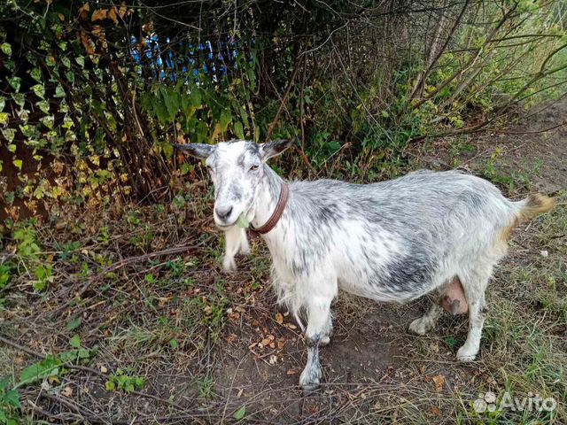 Продам козу дойную