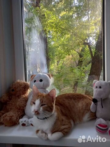 Потерялся кот