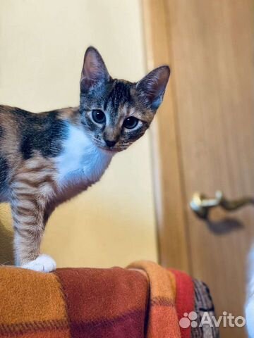 Грациозная Лилу