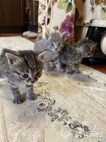Кошки курильский бобтейл