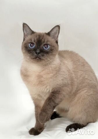 Кошечка сирота Дульсинея в добрые руки