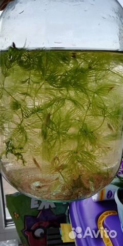 Аквариумные креветки