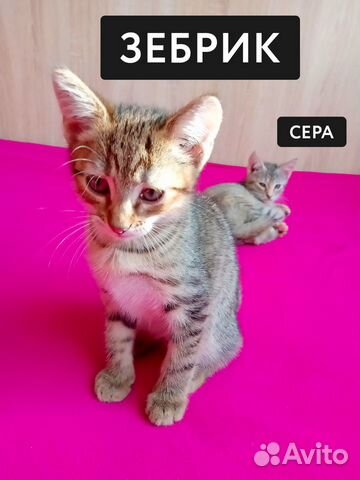 Котята в добрые руки бесплатно