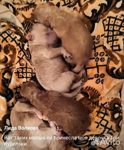 Пудельки девочка и мальчик