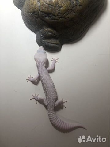 Эублефар Super Mack Snow Diablo Blanco