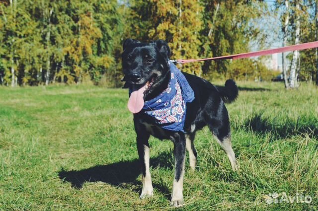 Маленькая собака в квартиру или дом