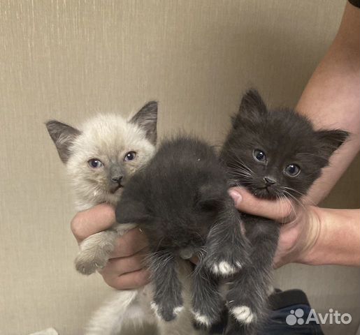 Котята в добрые руки