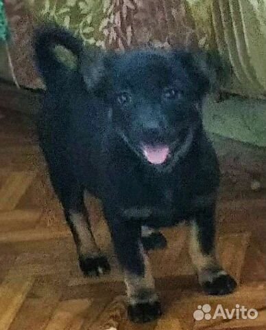 Щенок в добрые руки бесплатно