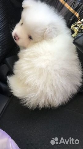 Щенки немецкого шпица