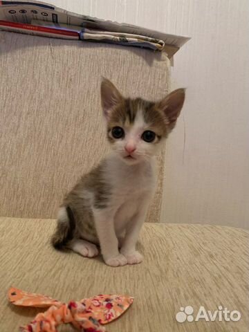 Крошка Лиза в дар