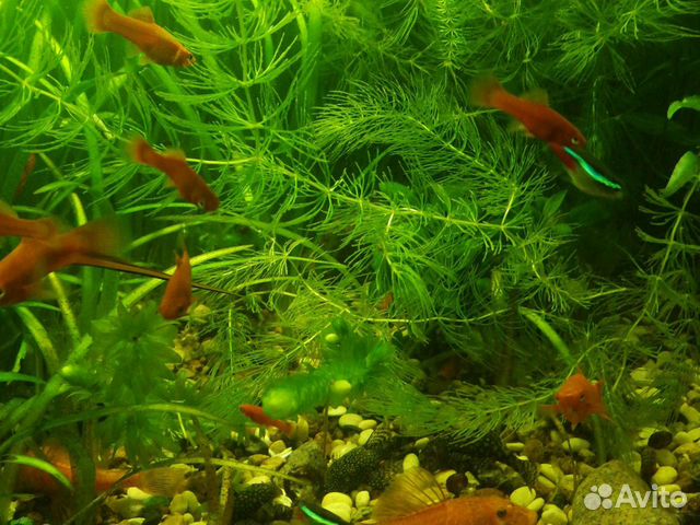 Меченосцы обмен