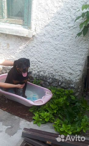 Щенки ротвейлера продажа