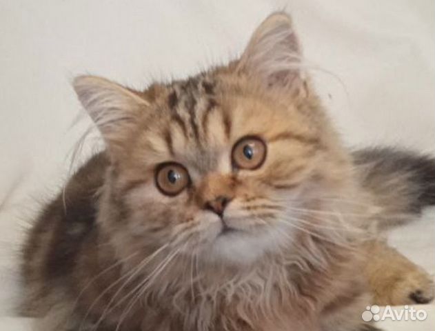 Британский котенок