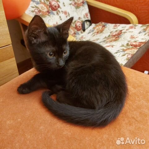 Котенок 2.5 мес в добрые руки