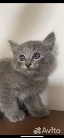 Серо-голубой котенок