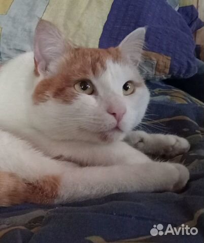 Кот Ватсон