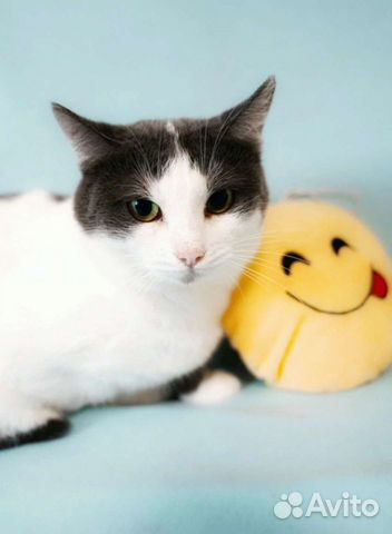 Кошечка для души